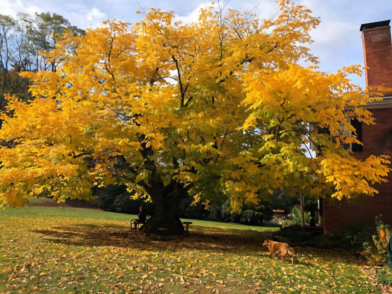 85 years of big tree history available in one place for the first time