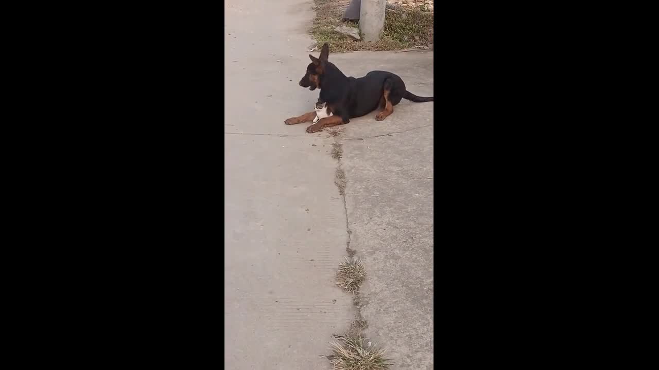 Dog and cat’s playful street scuffle in Jiangsu, China