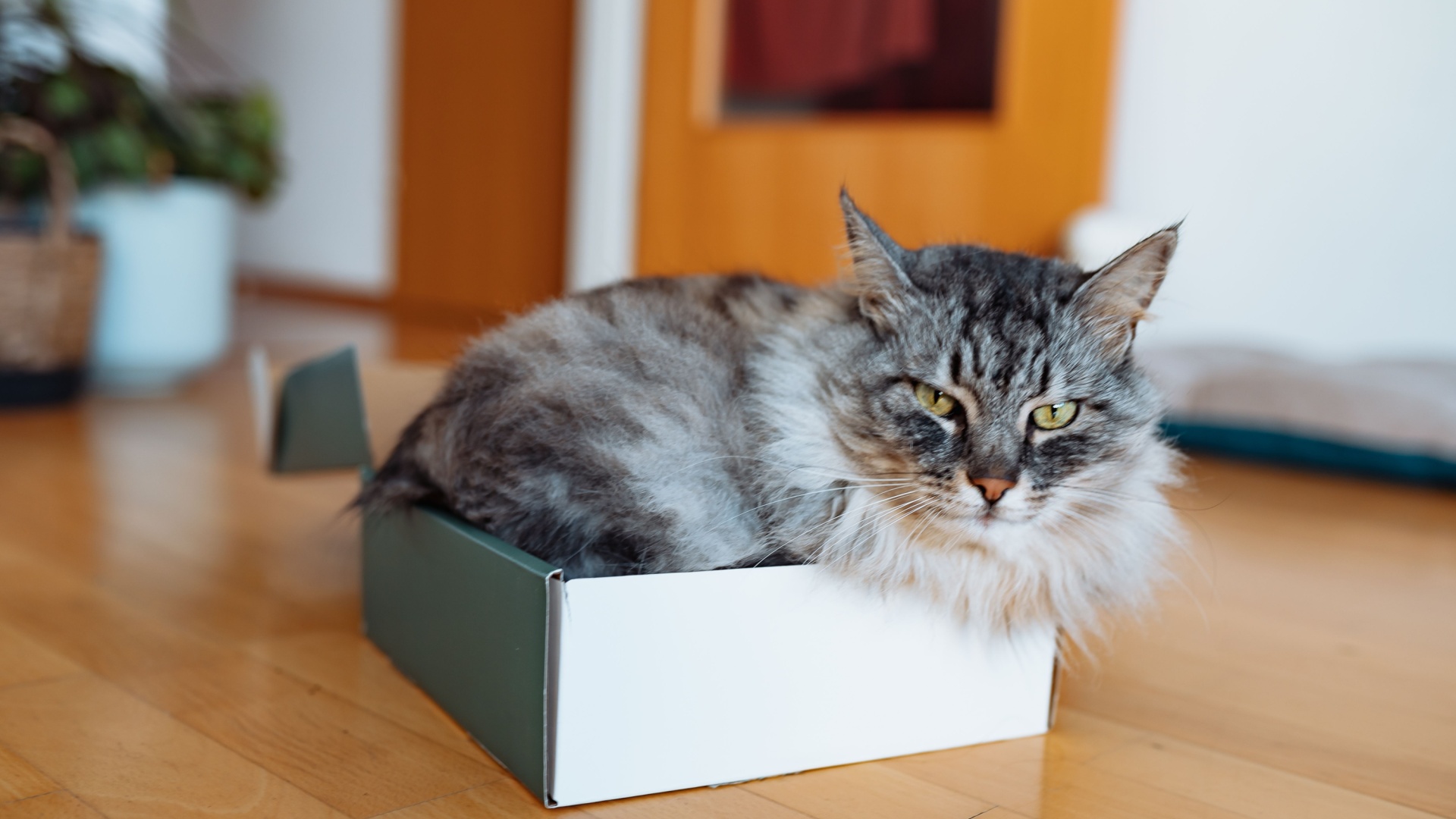 Unwritten Rules That Every Cat Follows And Humans Will Never Understand
