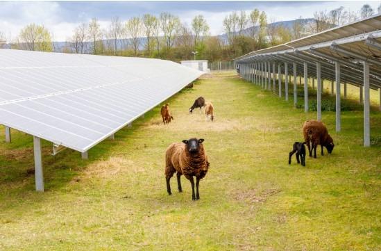 RWE submits planning application for £125m Tween Bridge Solar ...