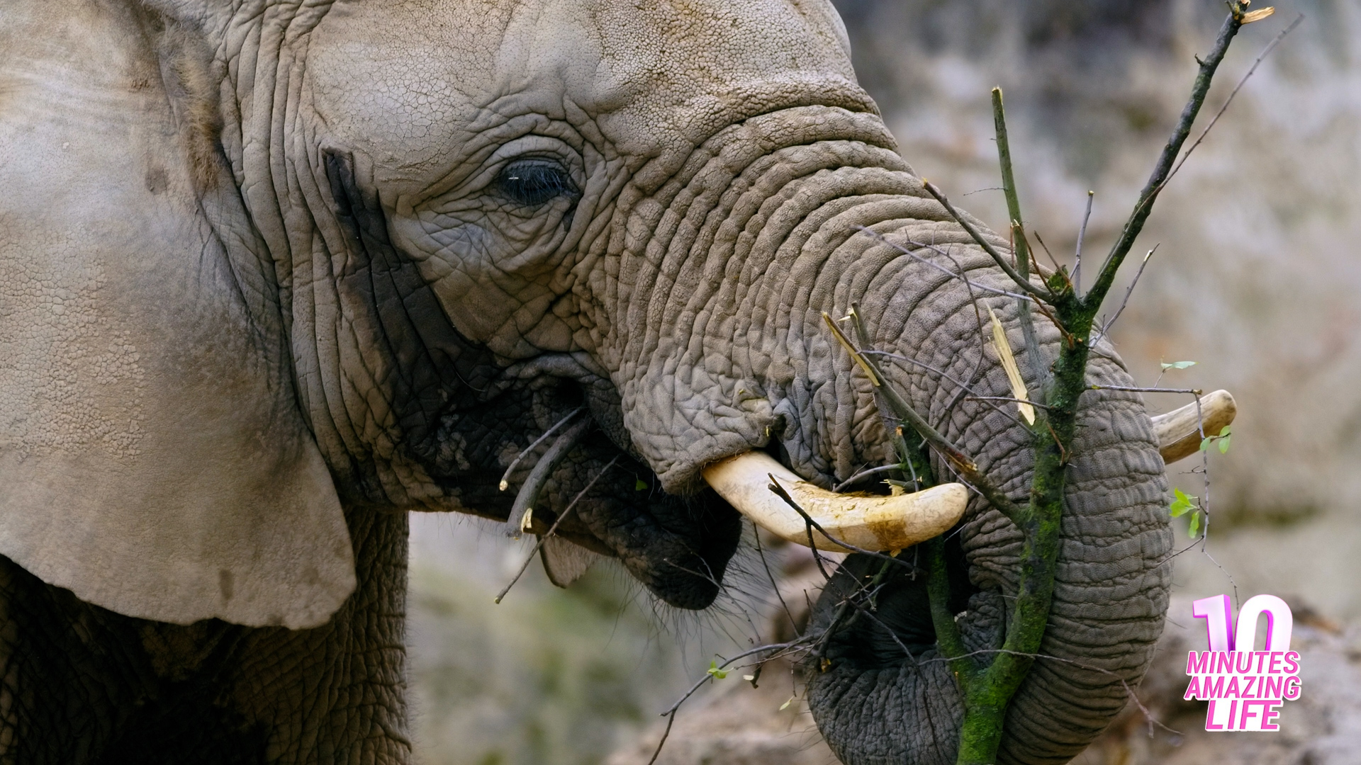 African Elephant Feeding Among the Trees