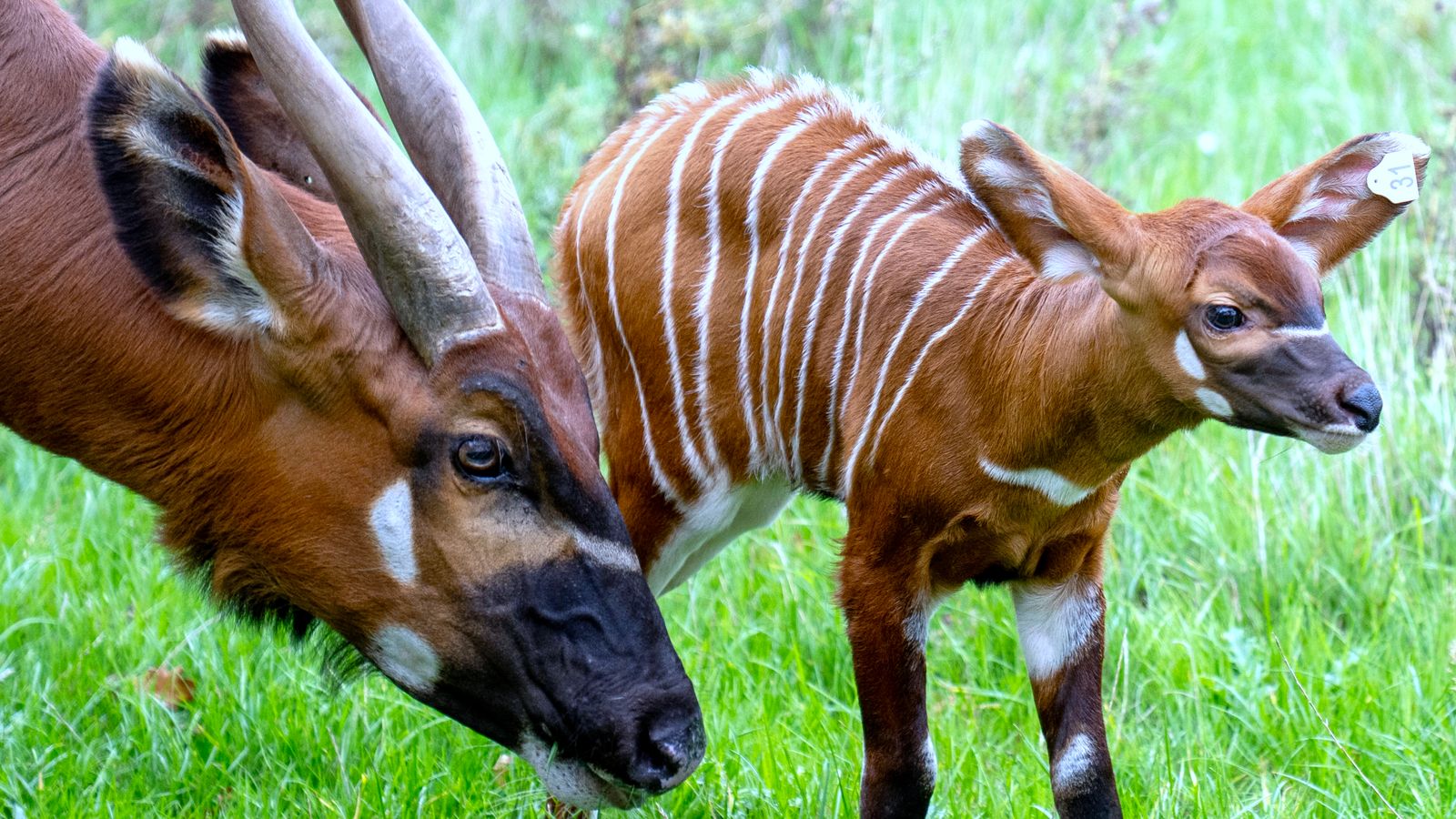 Birth of rare female mountain bongo marks major milestone for species
