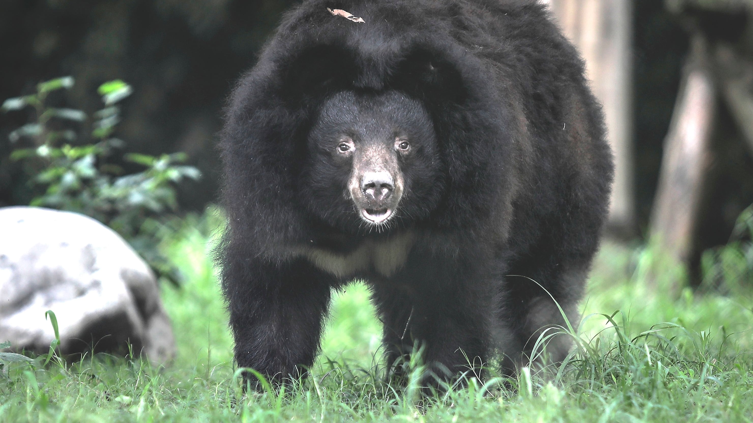 Runner’s Arm Held Together by Coat After Horror Bear Attack