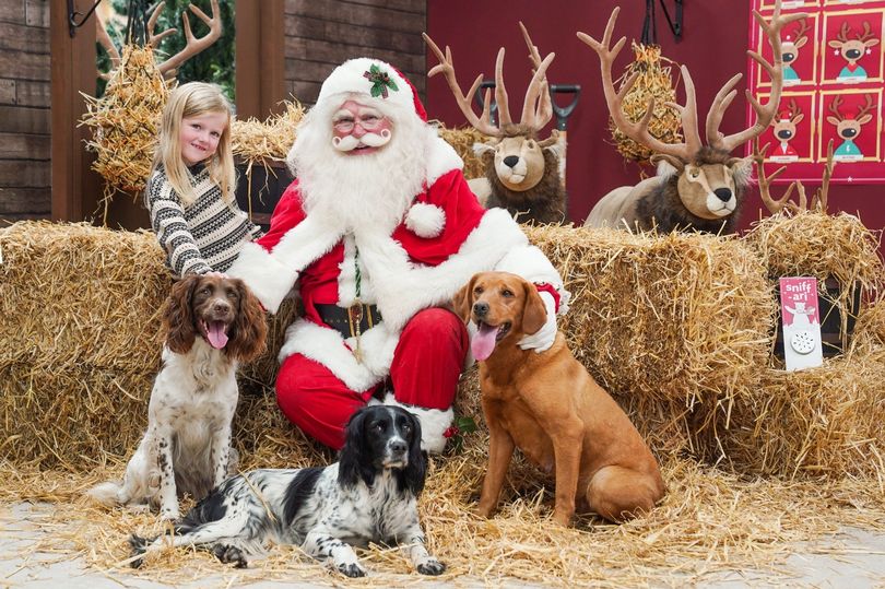 Christmas events at Dobbies' Sandyholm store includes Santa Paws
