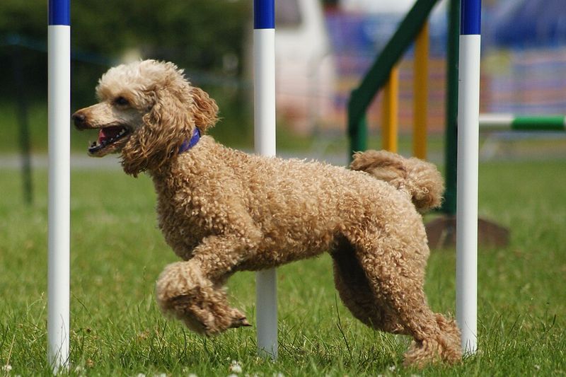 26 Smart Dog Breeds That Master Tricks in No Time