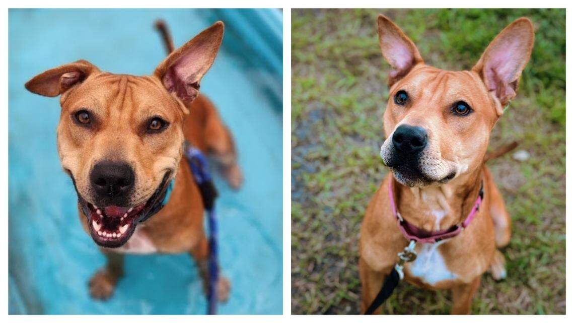 Dog with a ‘wiggle butt' has spent nearly 300 days in shelter. He needs ...