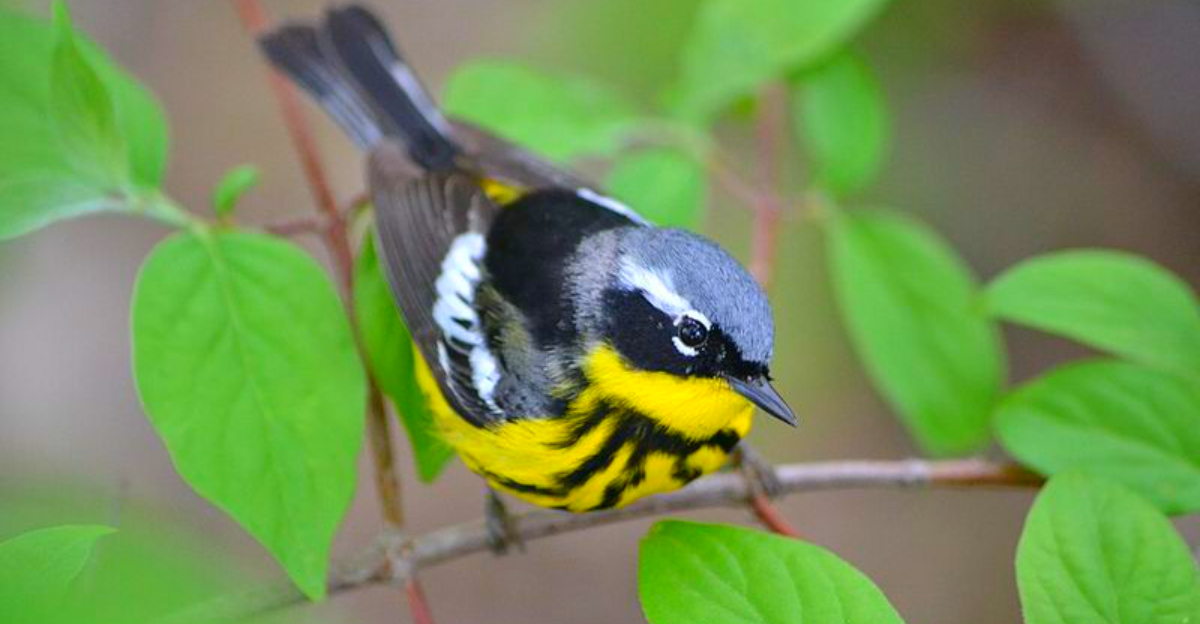 12 U.S. Bird-Watching Spots So Stunning You’ll Want to Grab Your ...