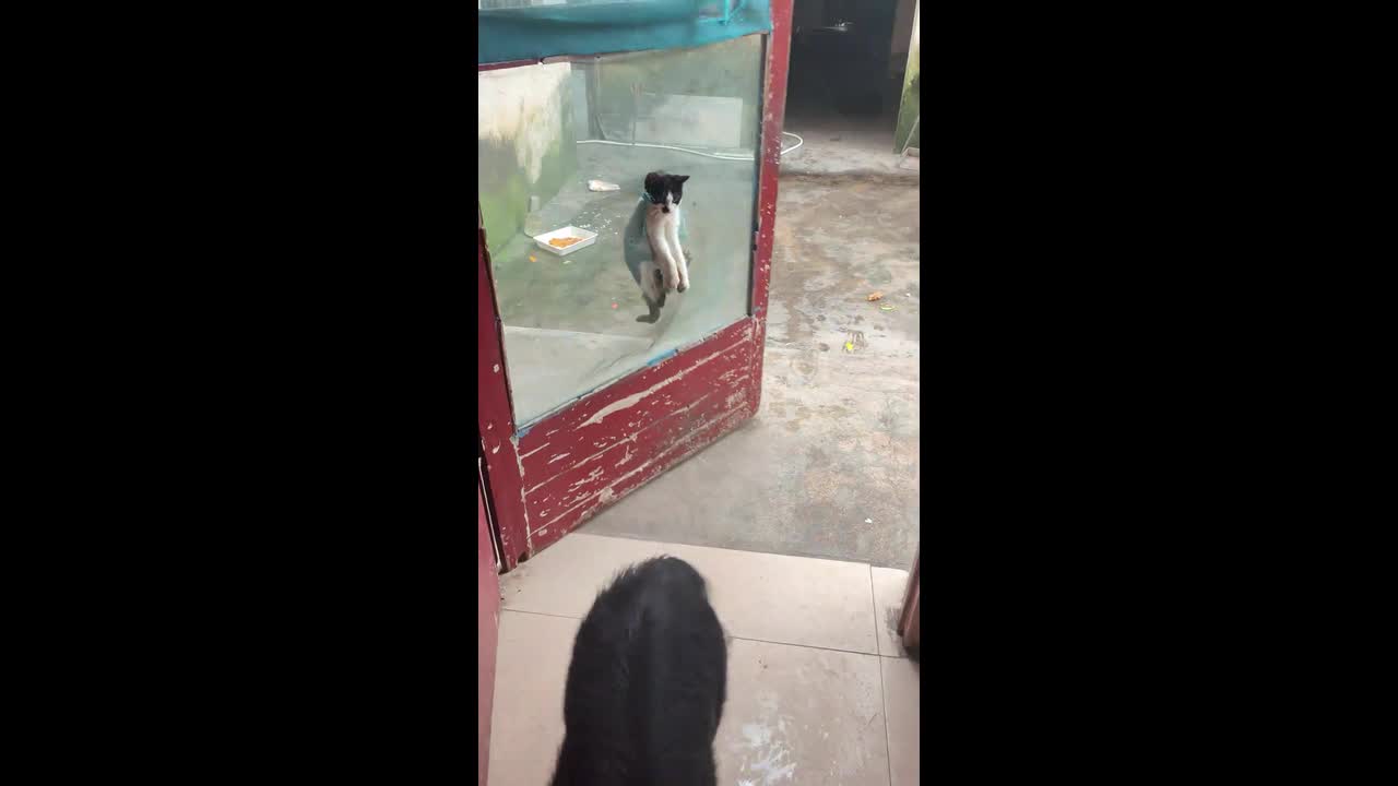 Playful cat and Border Collie’s funny scuffle at screen door in Henan ...