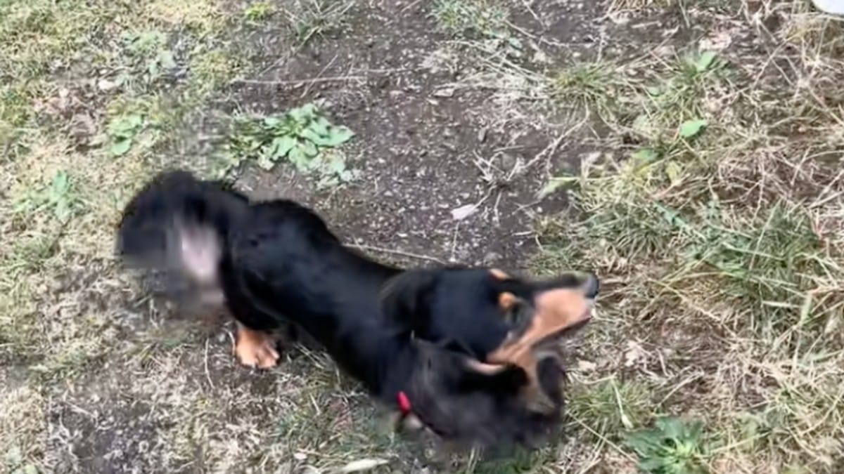 Dachshund returns from the vet and finds an unexpected intruder in his ...