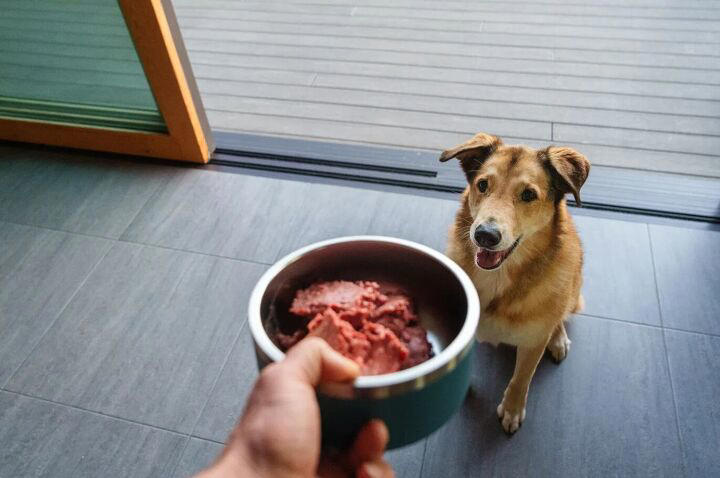 5 Subtle Signs Your Dog Might Need a Food Upgrade