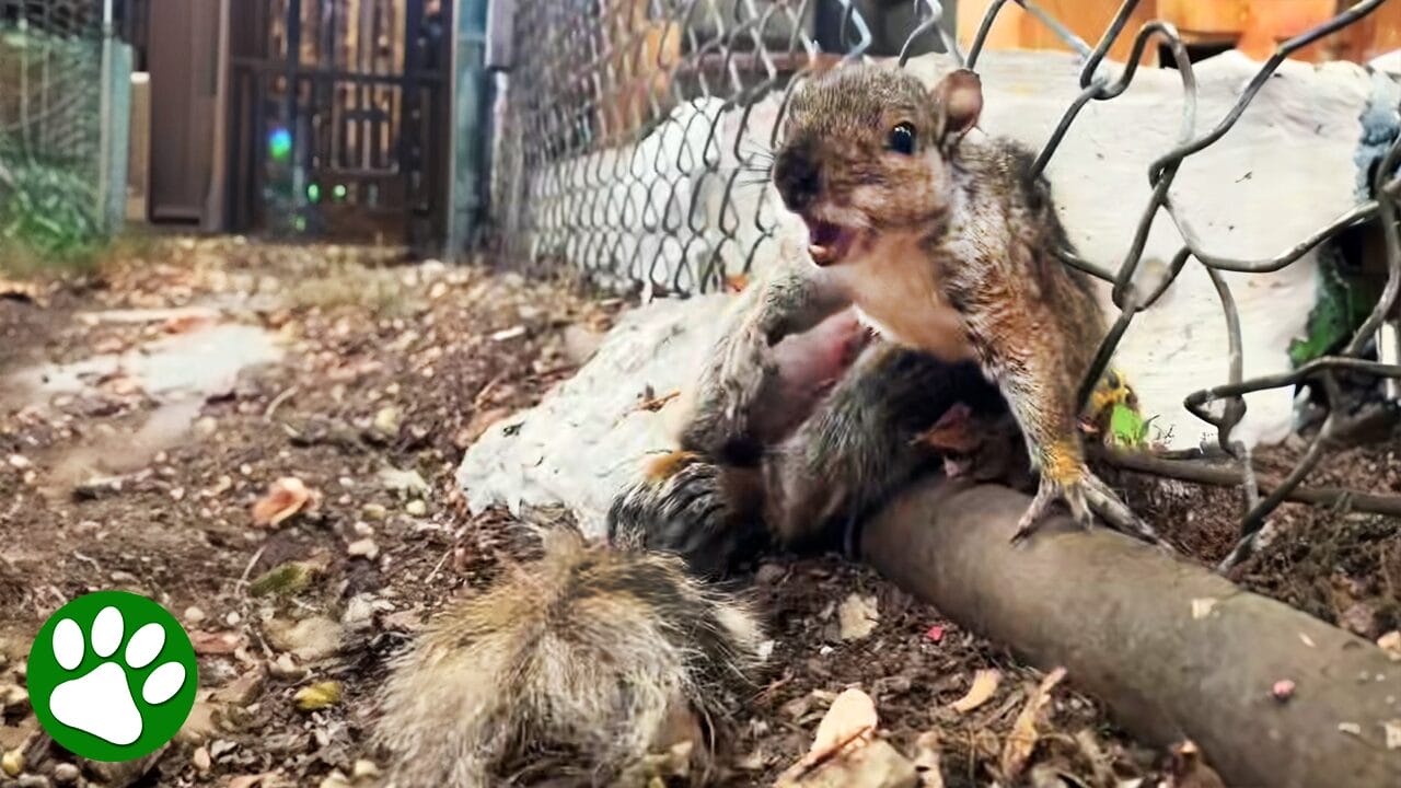 Woman saves squirrel stuck in fence