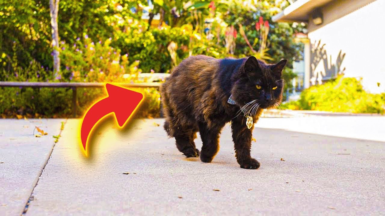 Suspicious Stray Roams Around College Campus To Serve One Weird Purpose