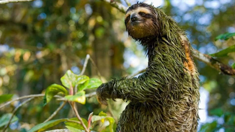 World Sloth Day 2025: 8 Fascinating Facts About These Adorably Slow ...