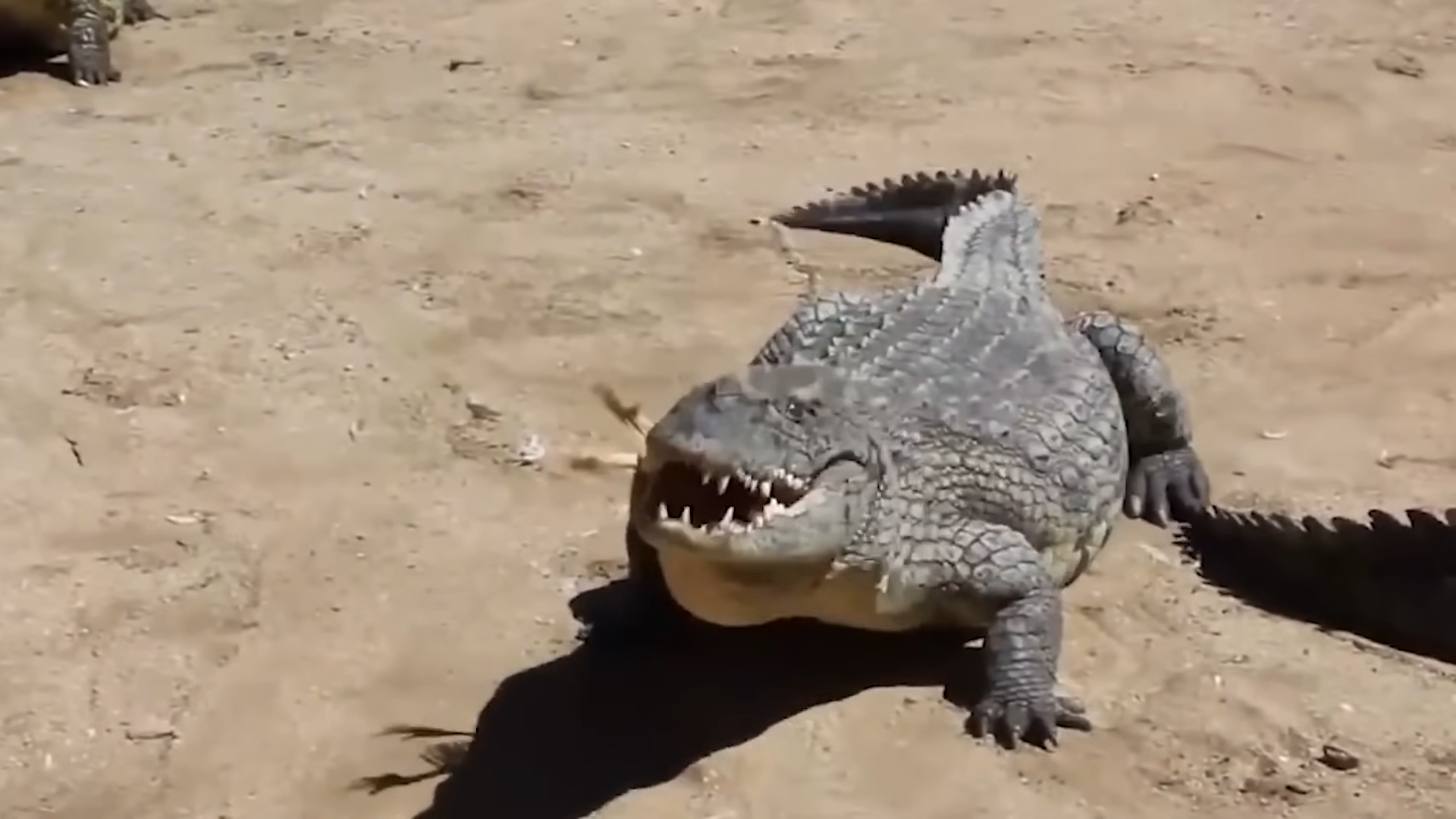The Remote Village Living Under Constant Crocodile Threat