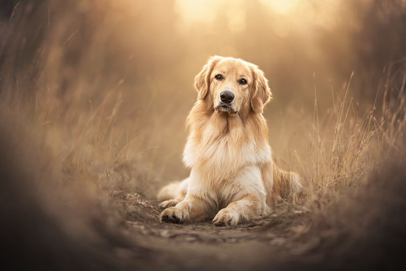 26 Serene Dog Breeds Loved for Their Soothing and Supportive Nature