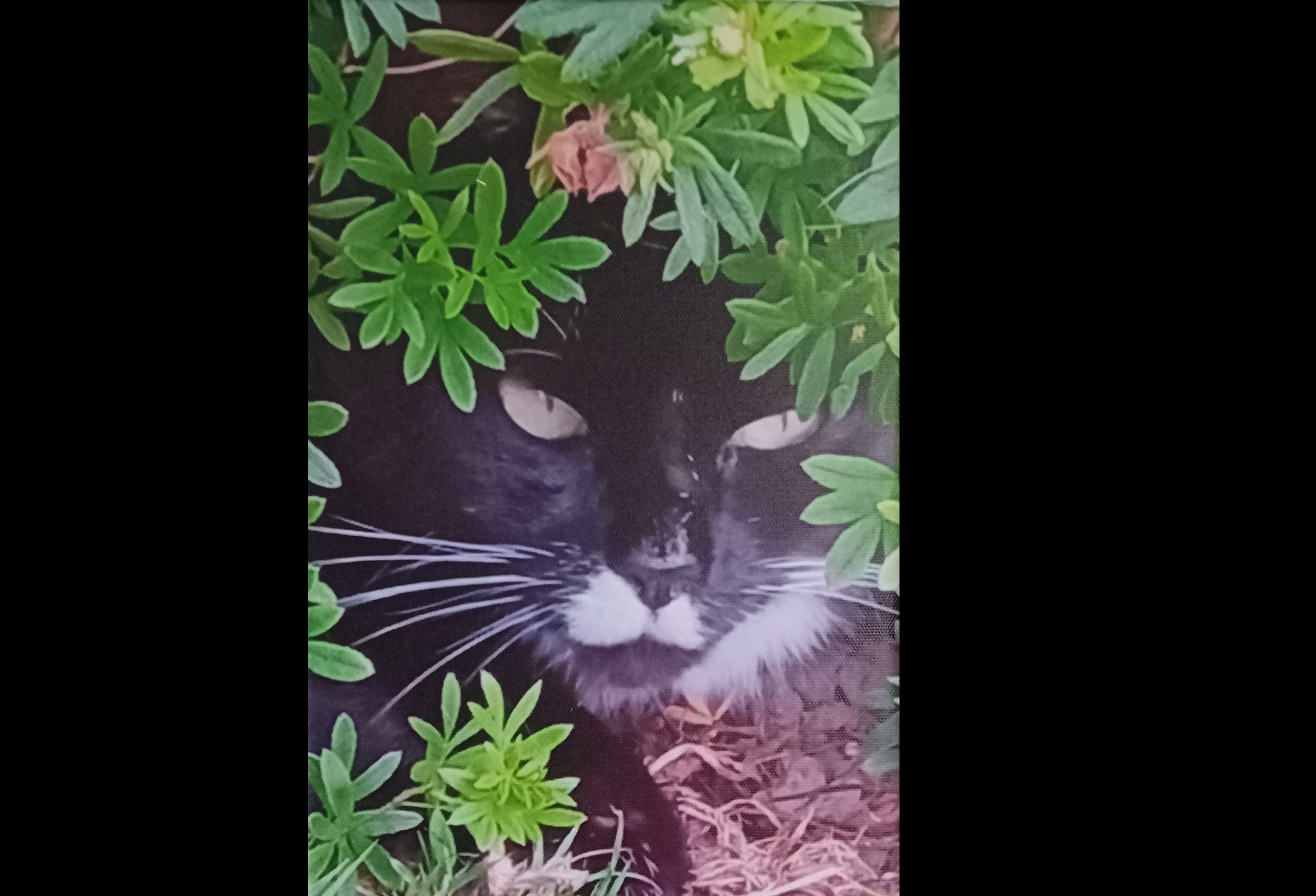 16 vibrant photos showing Sheffield bursting with autumn colours