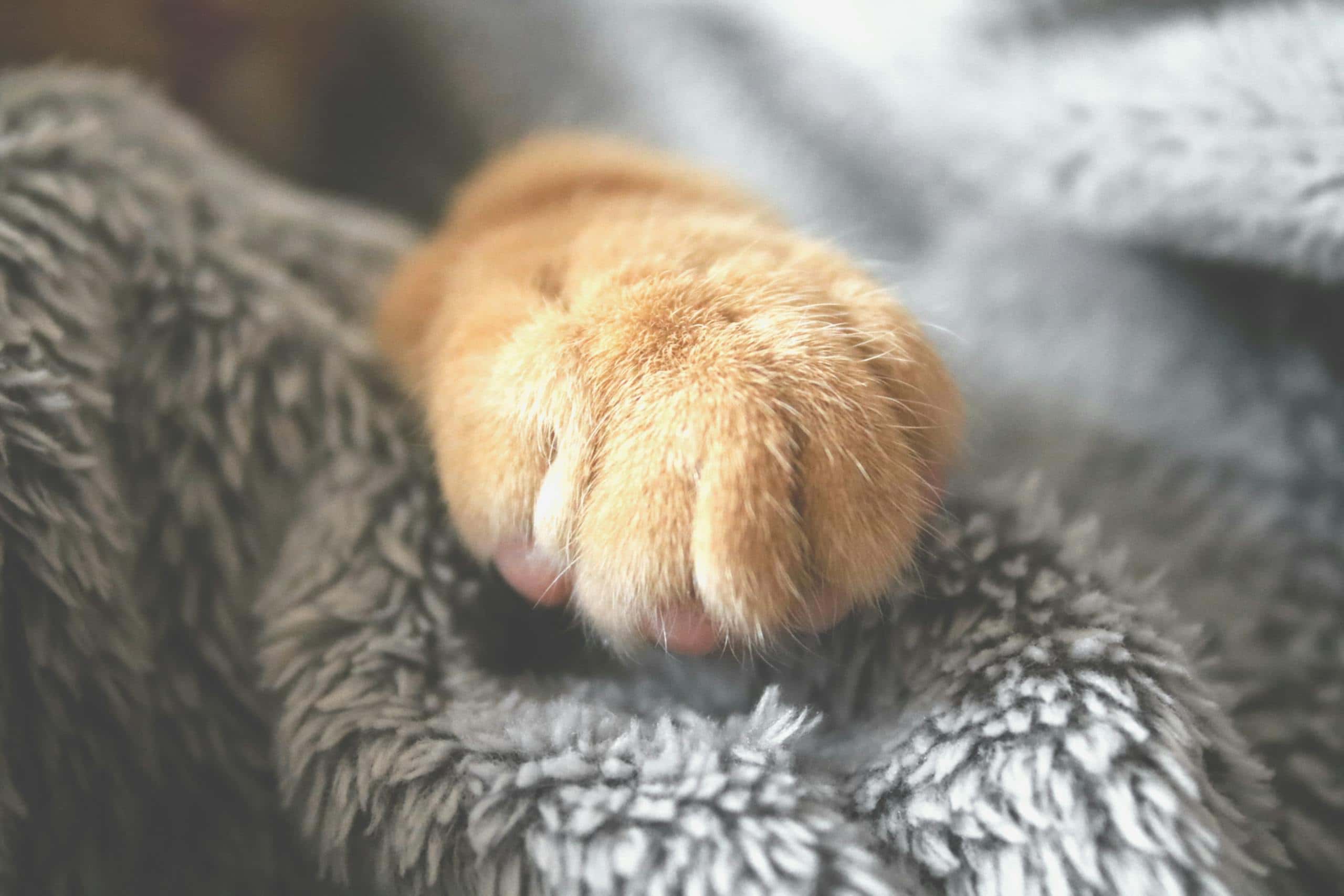 Declawing a Cat? People Still Do That? Yes, and Here are the Reasons Why.