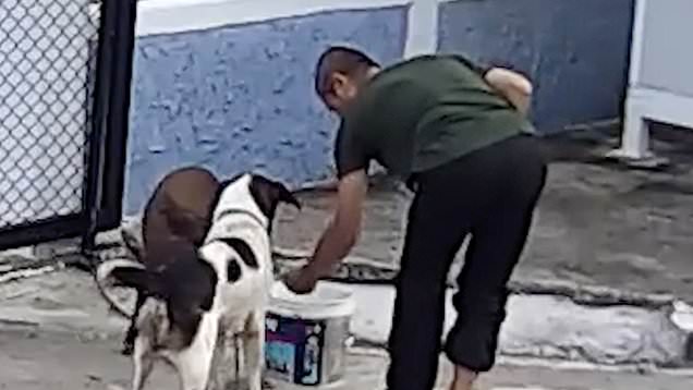 Kind security guard looks after lost animals