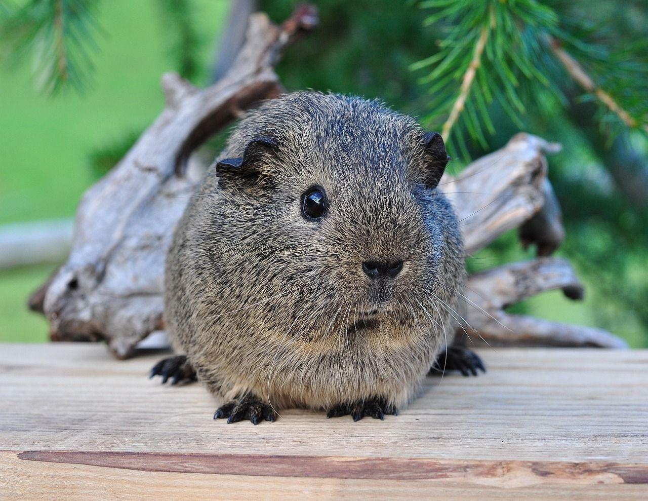 Animal magic: Guinea pigs make great pets