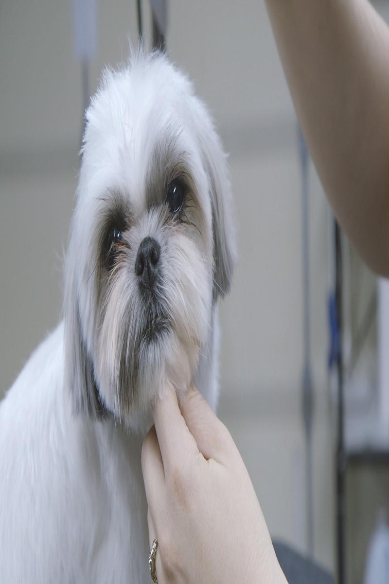 Jess Rona transforma a limpeza de cães numa arte viral e numa expressão ...