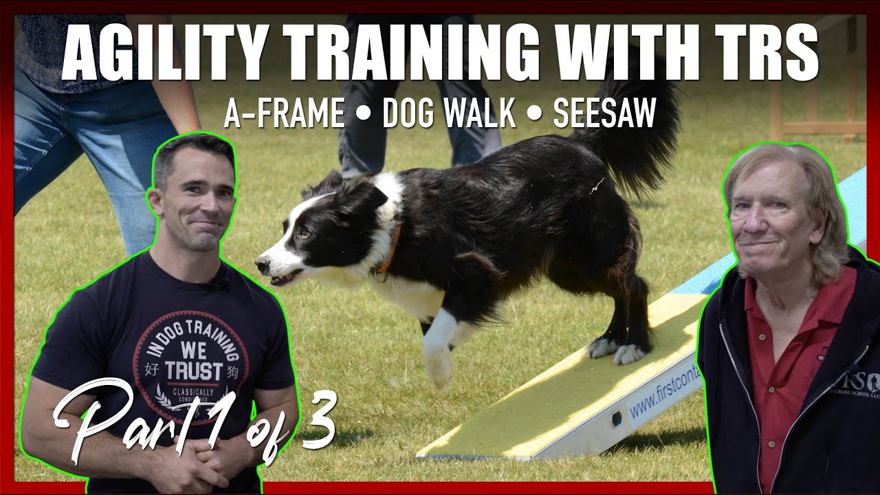 How Expert Trainers Build Agility and Trust in Every Dog