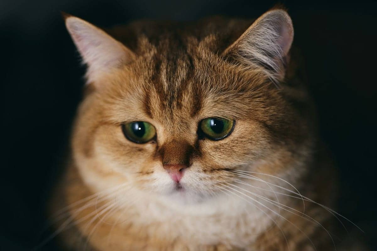 Declawing a Cat? People Still Do That? Yes, and Here are the Reasons Why.
