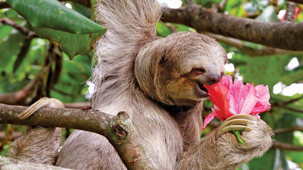 World Sloth Day 2025: 8 Fascinating Facts About These Adorably Slow ...