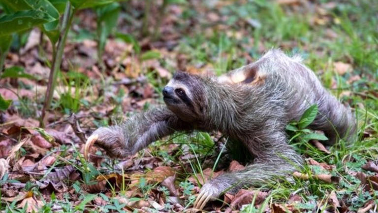World Sloth Day 2025: 8 Fascinating Facts About These Adorably Slow ...