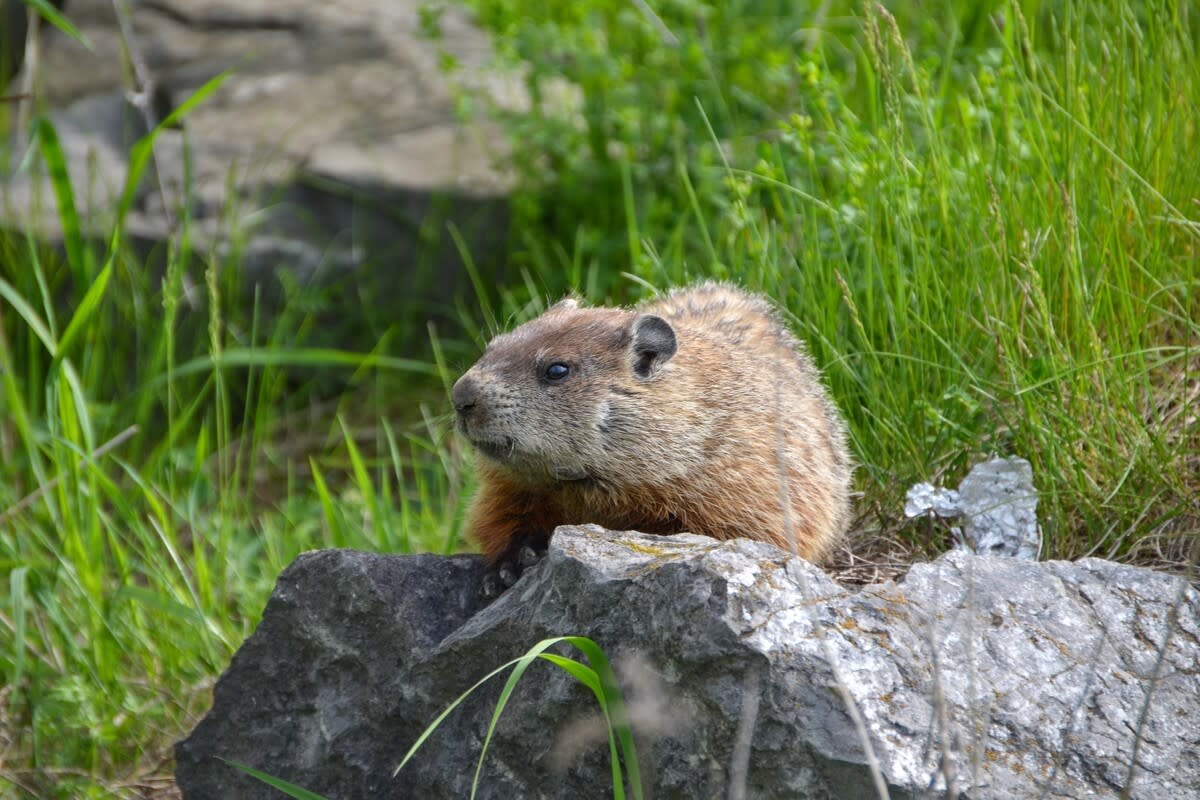Beaver Who ‘Sounds Like a Grumpy Toddler' Is Stealing Hearts Everywhere