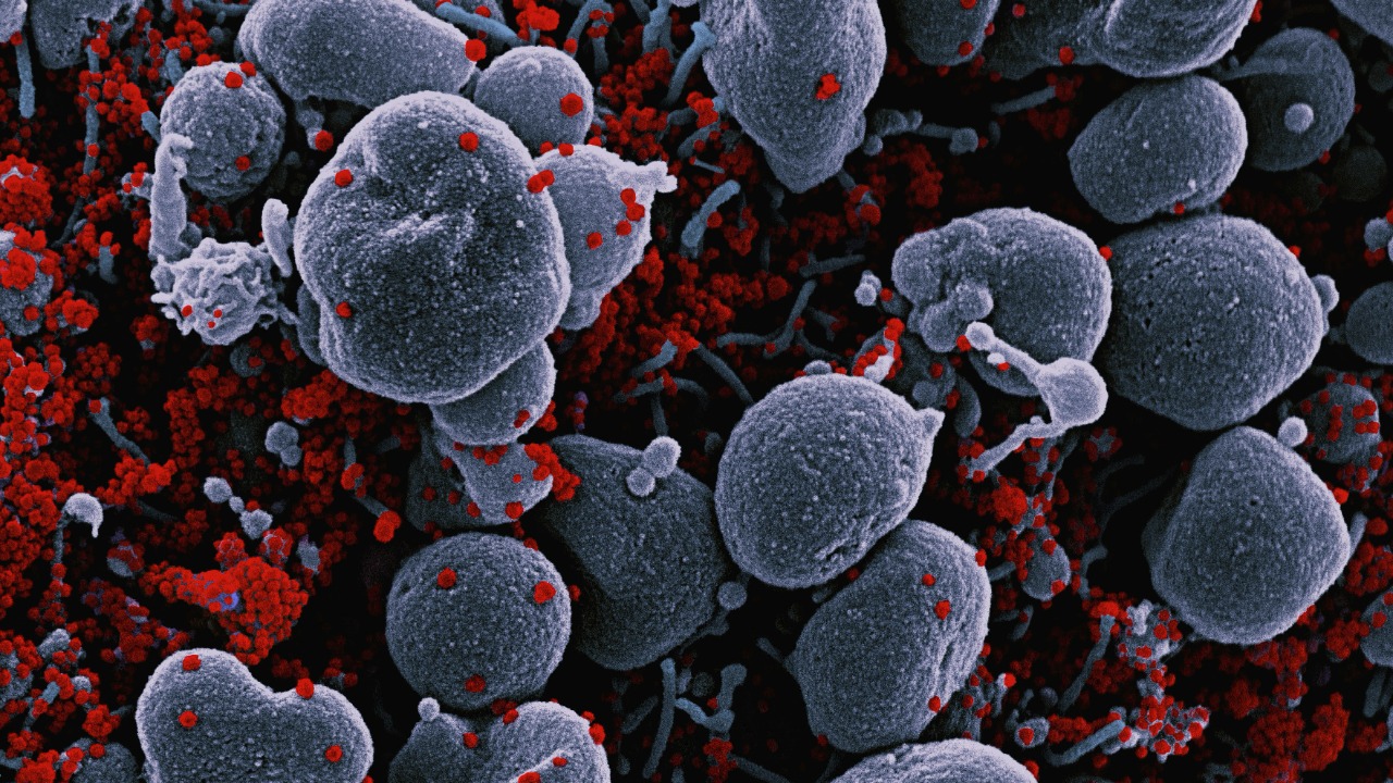 Fossil molecules just revealed what ancient life actually looked like