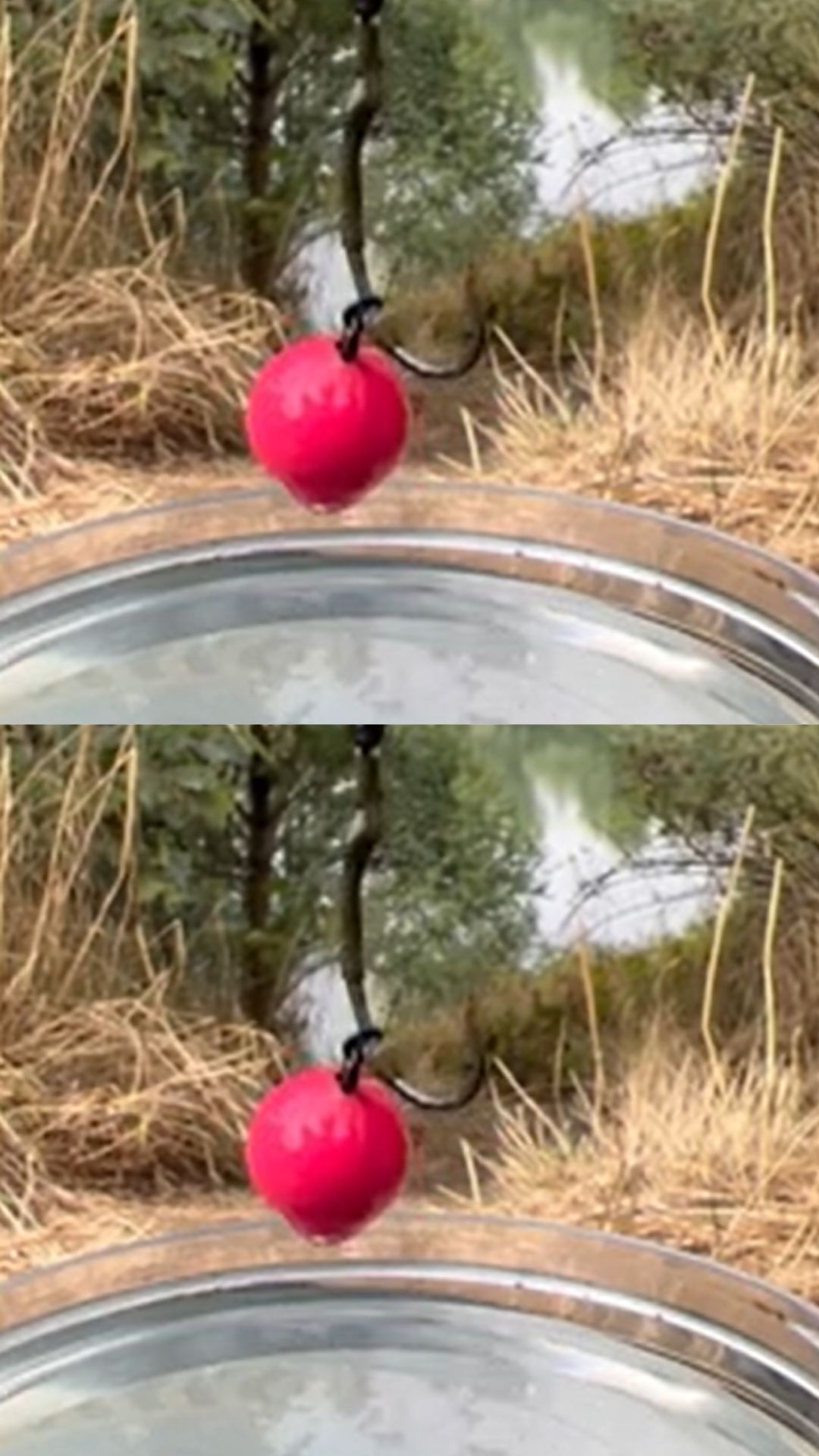 Perfecting the Carp Rig – A Key Fishing Moment