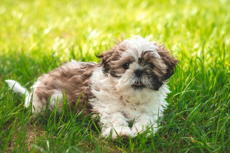 25 Dog Breeds That Feel Happiest When Sharing Your Space and Silence