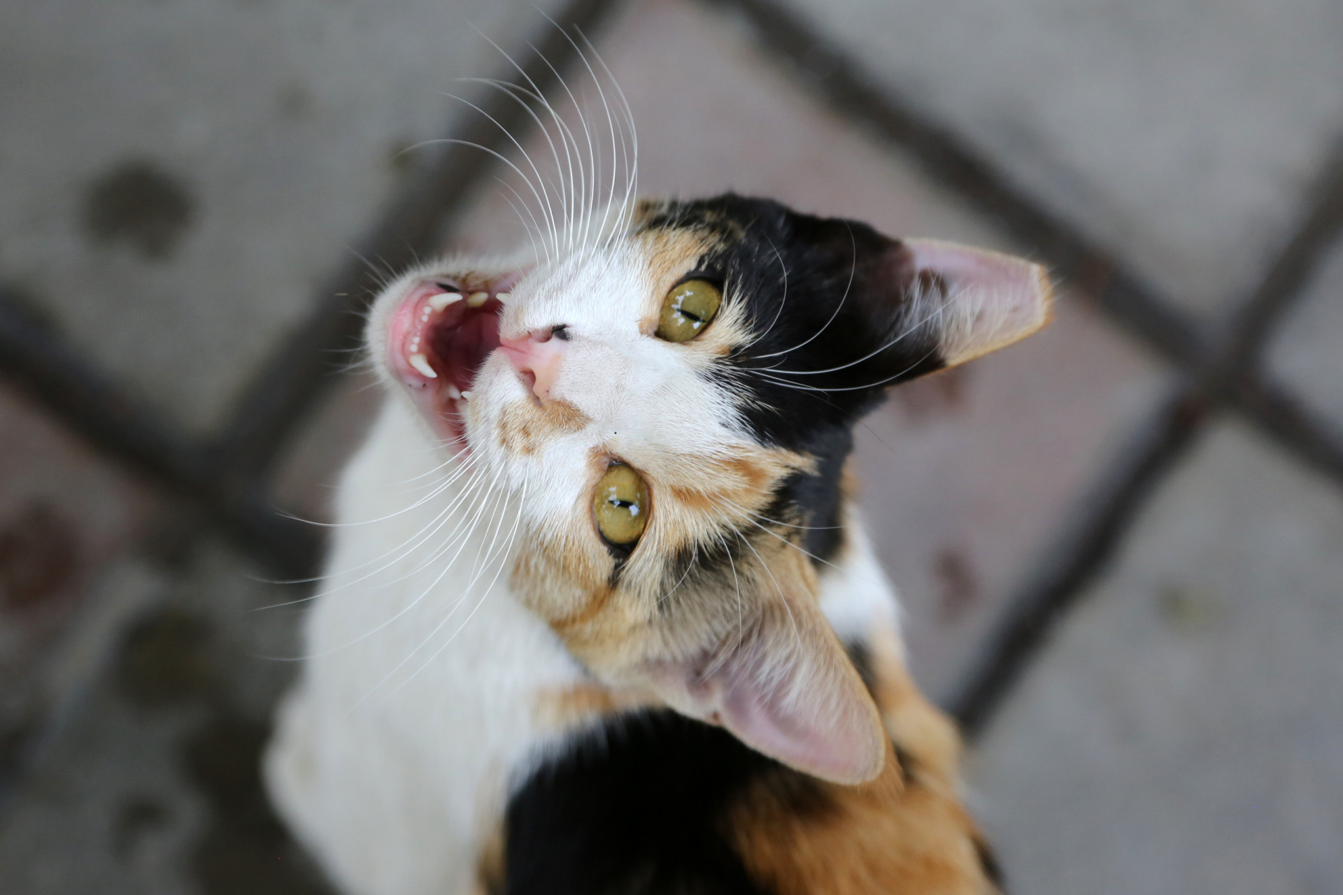 The world's most common allergies and their symptoms