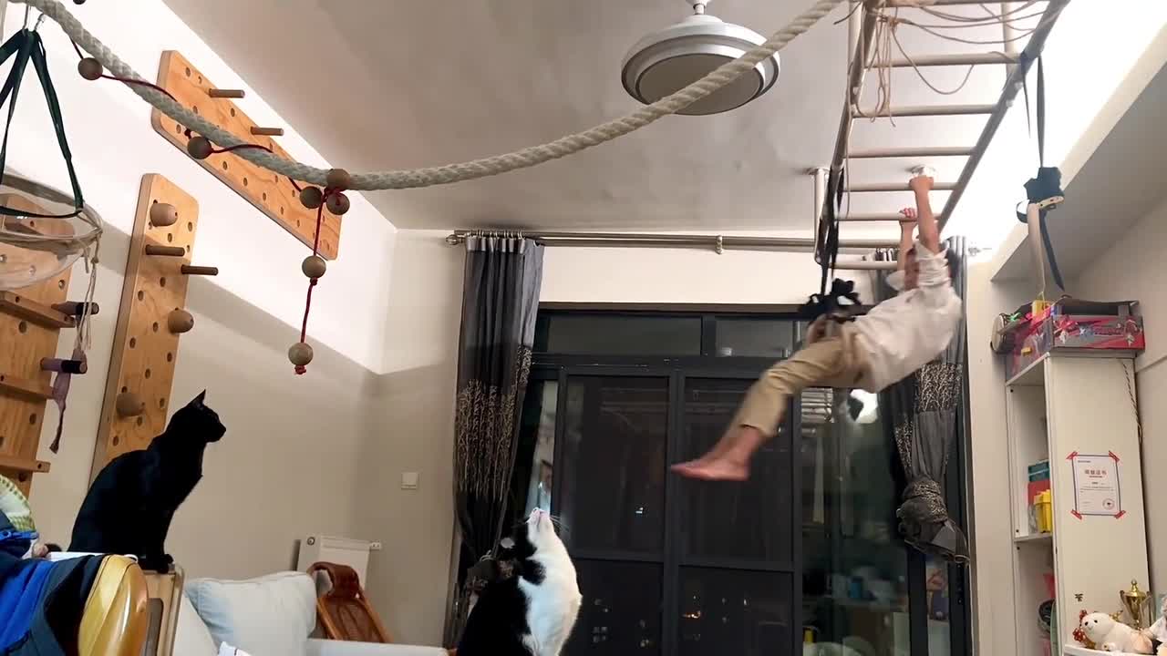 Skilled cat impressively swings on rope like an acrobat in Hubei