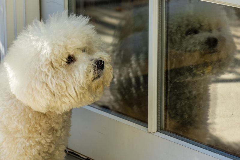 25 Dog Breeds That Feel Happiest When Sharing Your Space and Silence