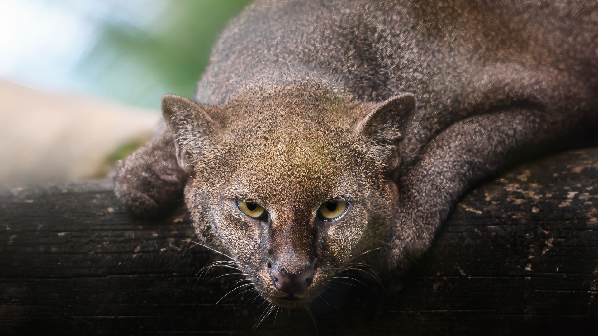 Meet The Jaguarundi, The Animal That Looks Like Half-Cat, Half-Otter