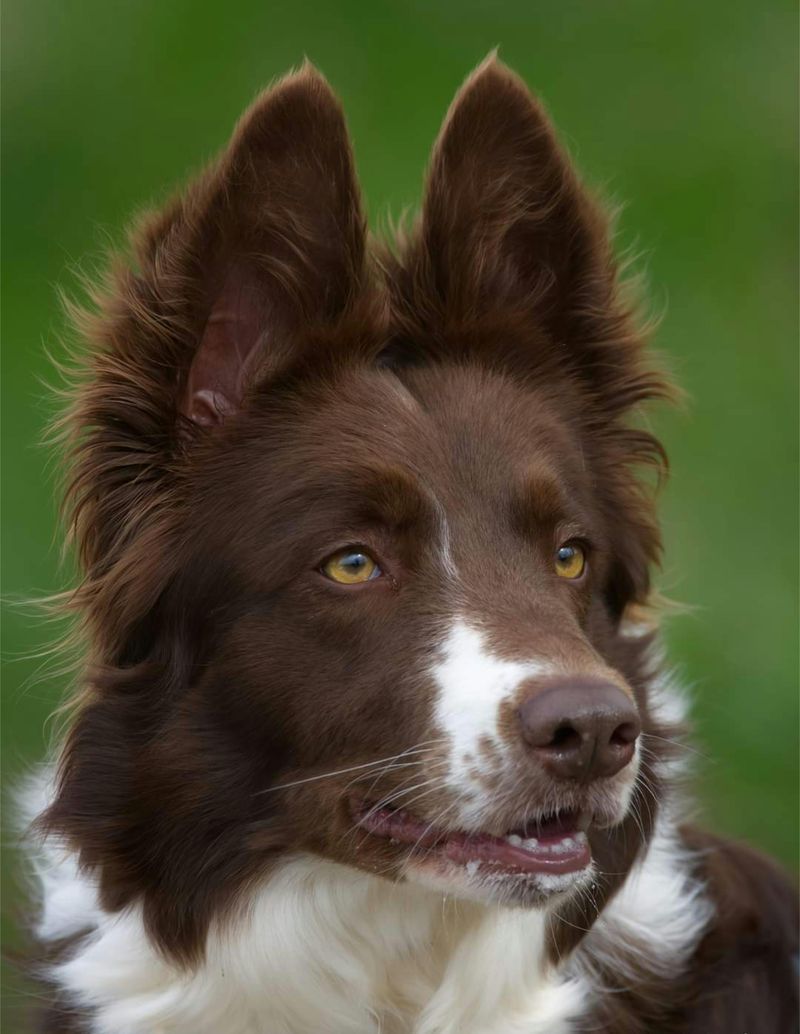 26 Smart Dog Breeds That Master Tricks in No Time