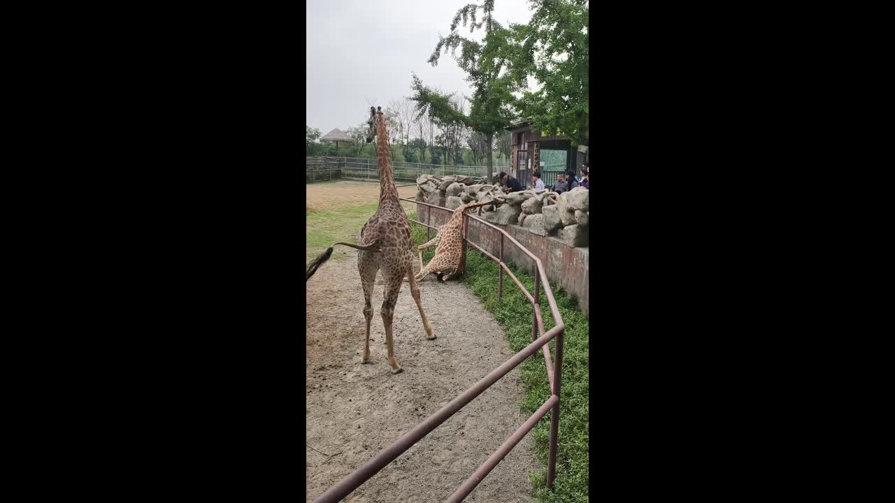 Giraffe rescued after getting head stuck in railing at zoo in Jiangsu ...