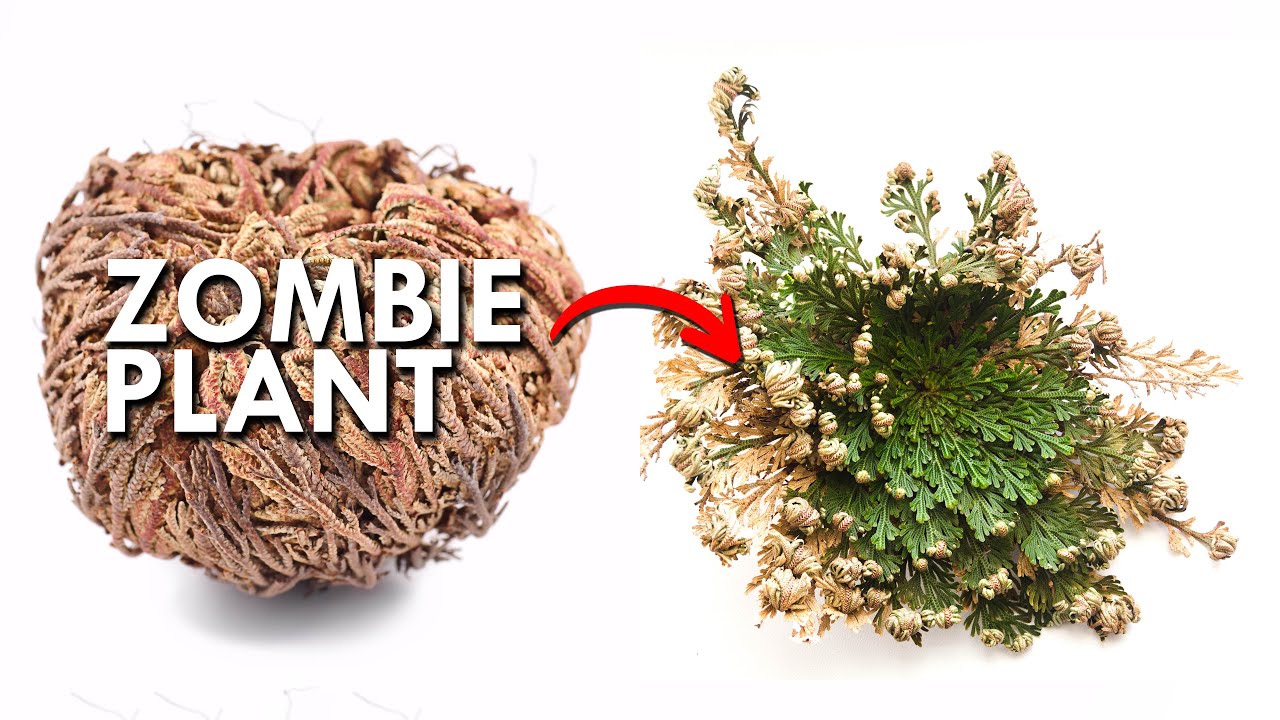 Resurrection Plants: Nature’s Real-Life Plant Zombies