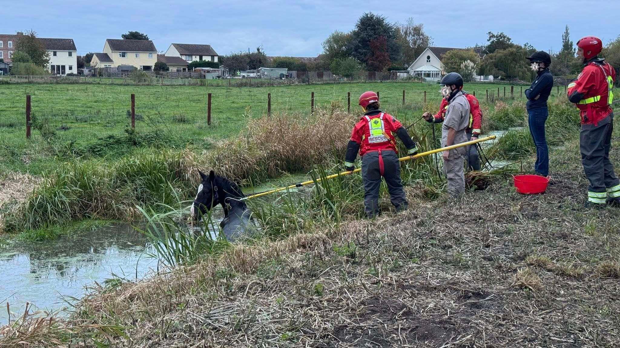 Horse rescued after falling in ditch