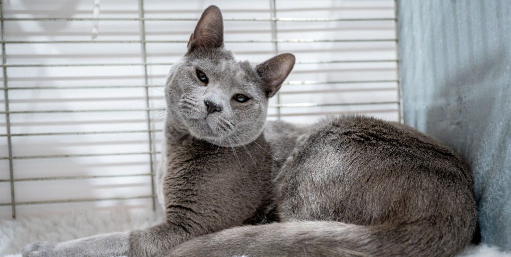 15 Cat Breeds That Live the Longest, According to an Expert