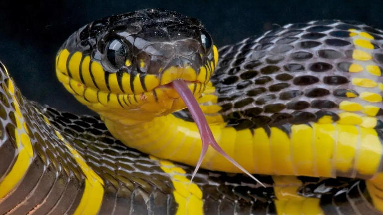 10 of the most beautiful snakes in the world