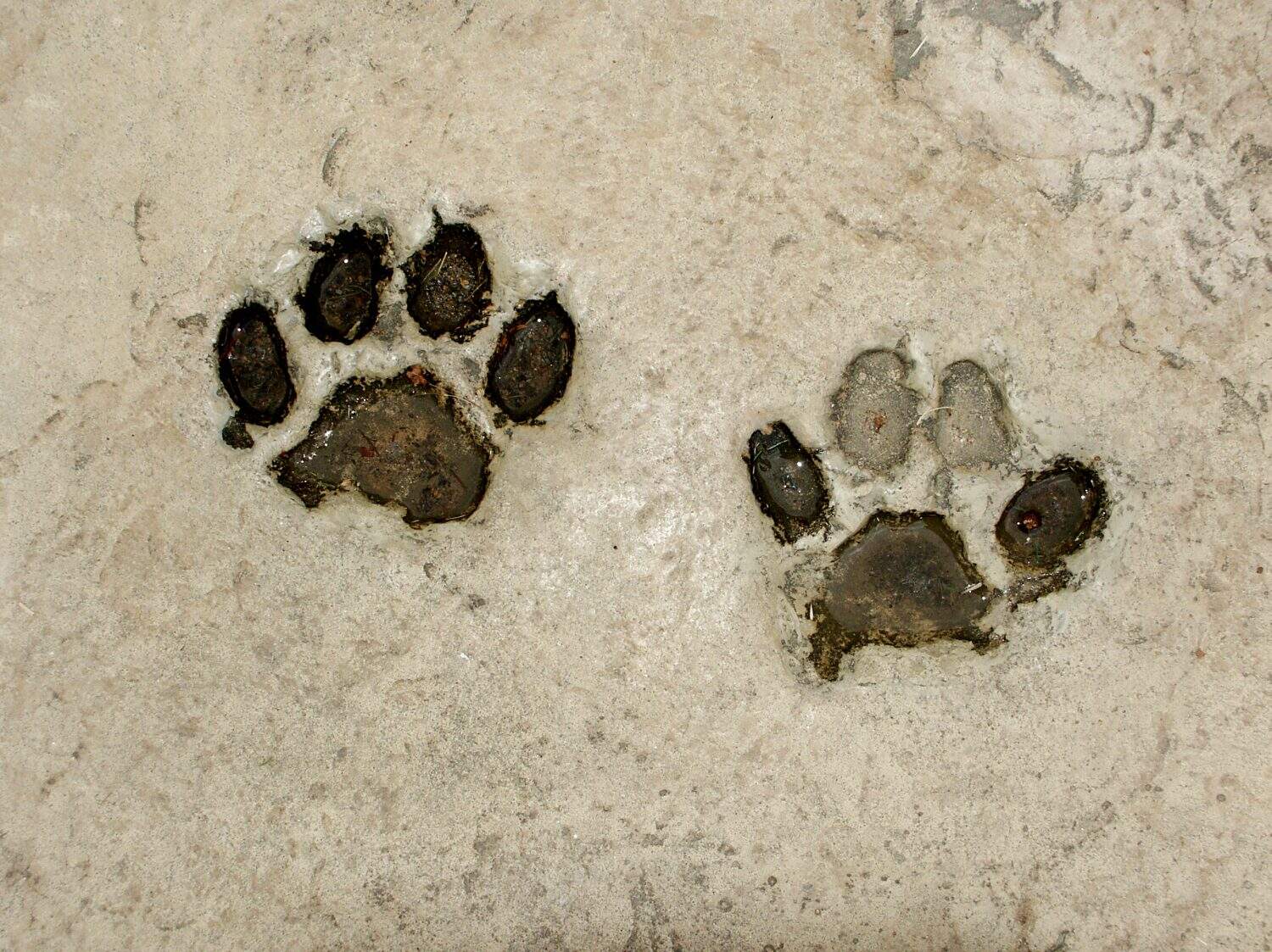 How Well Do You Know Animal Tracks?
