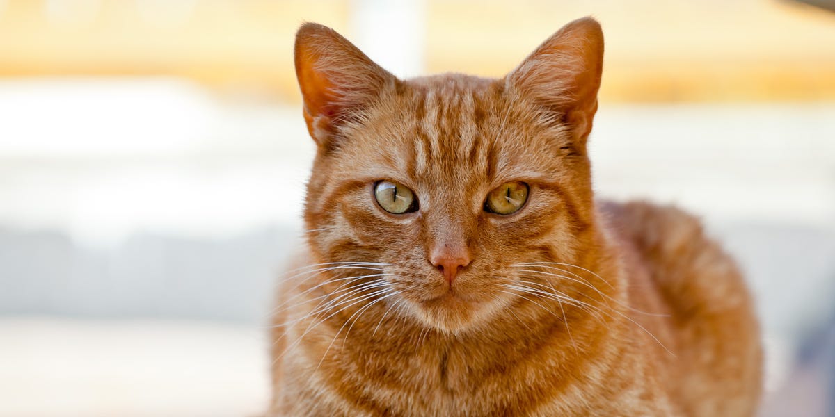 These Are the Most Popular Orange Cat Breeds