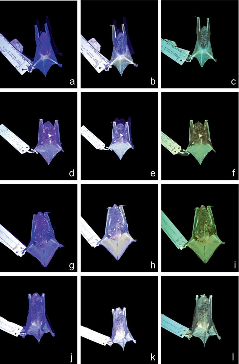 No tricks, only treats: Bats glow under ultraviolet light