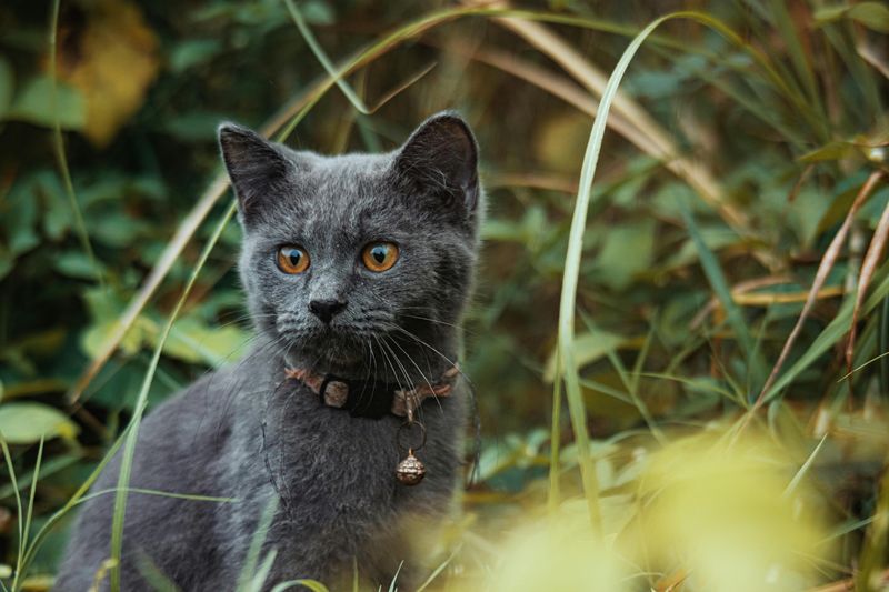 8 Adorable Blue Cat Breeds