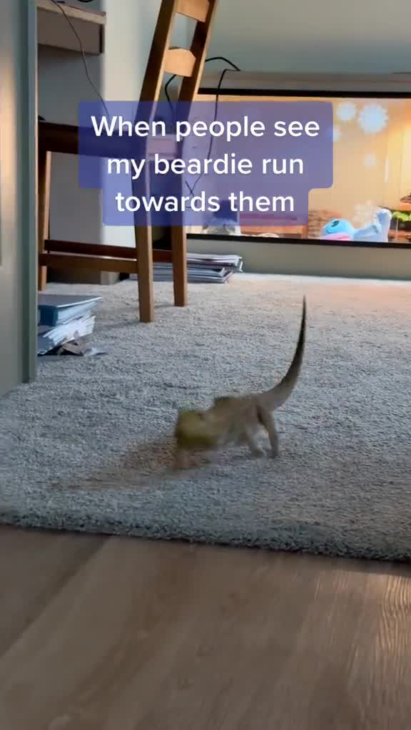 Why Everyone Jumps When My Bearded Dragon Runs at Them