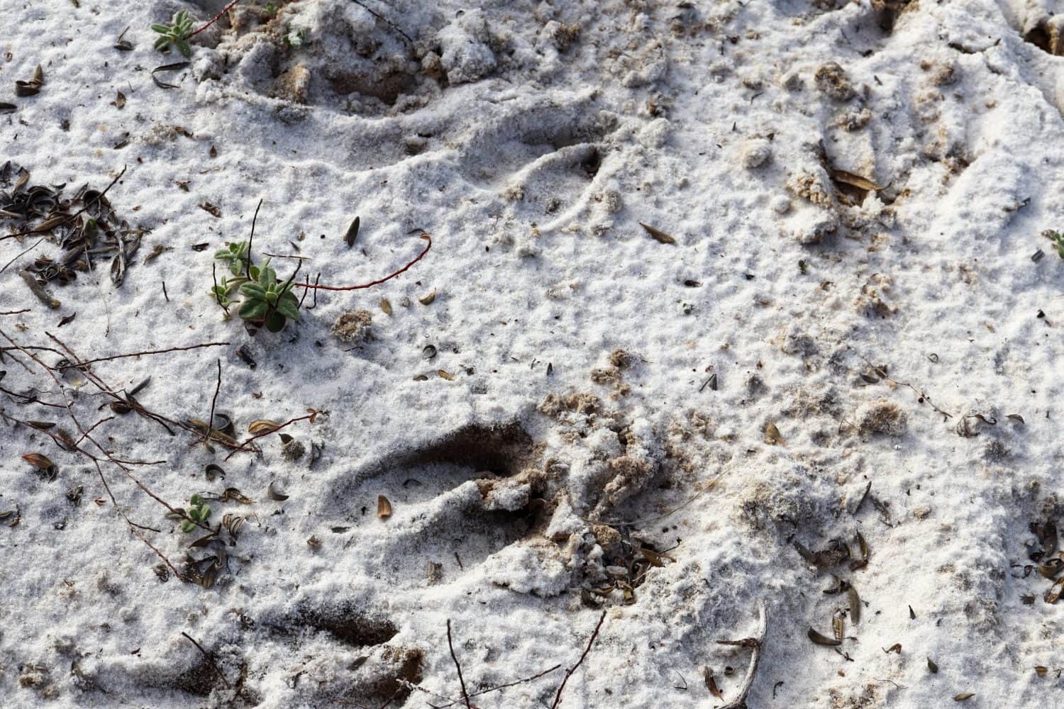 How Well Do You Know Animal Tracks?