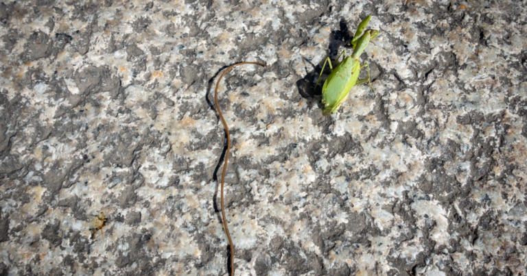 Scientists Discover How The Hairworm Parasite Gets Its Host To Jump ...