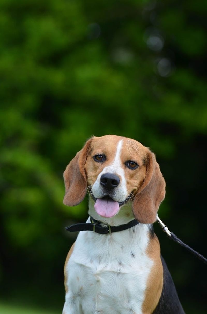 26 Dog Breeds That Are Low-Maintenance and Easy to Groom
